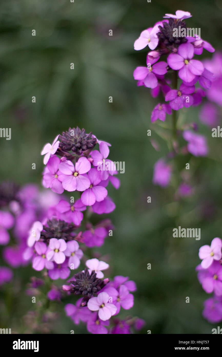 Alyssum flowers hi-res stock photography and images - Alamy