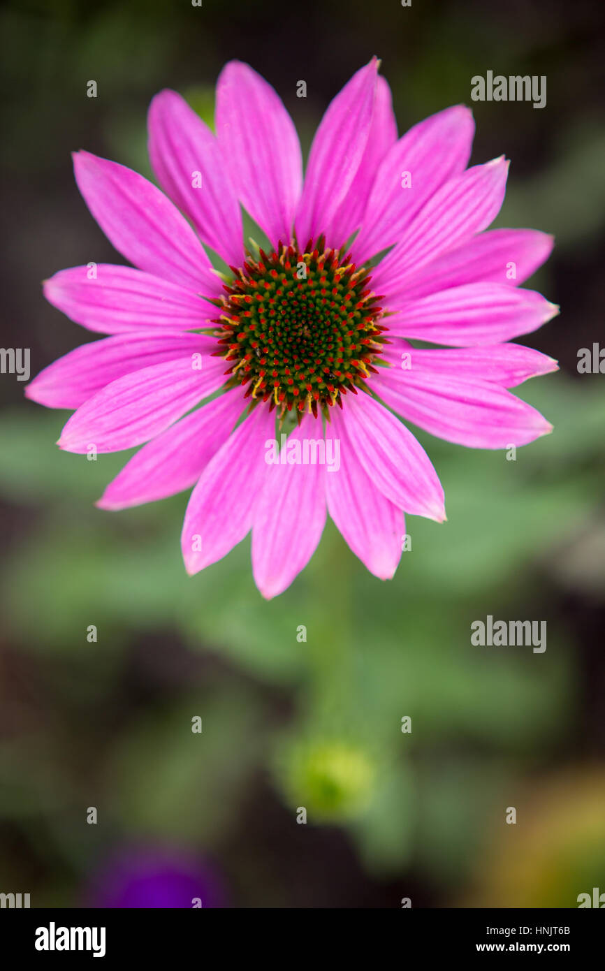 Close up of pink coneflower with blurred green background Stock Photo ...