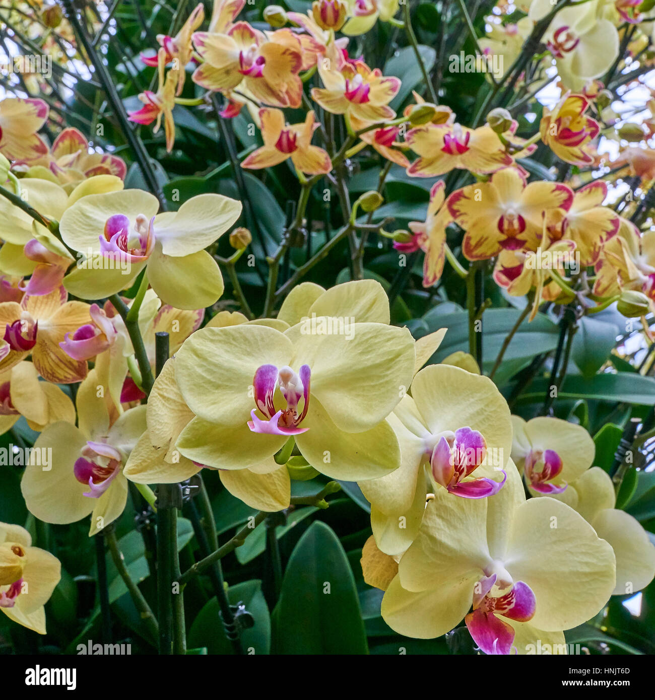 Yellow beautiful tropical flowers plants hi-res stock photography and images - Alamy