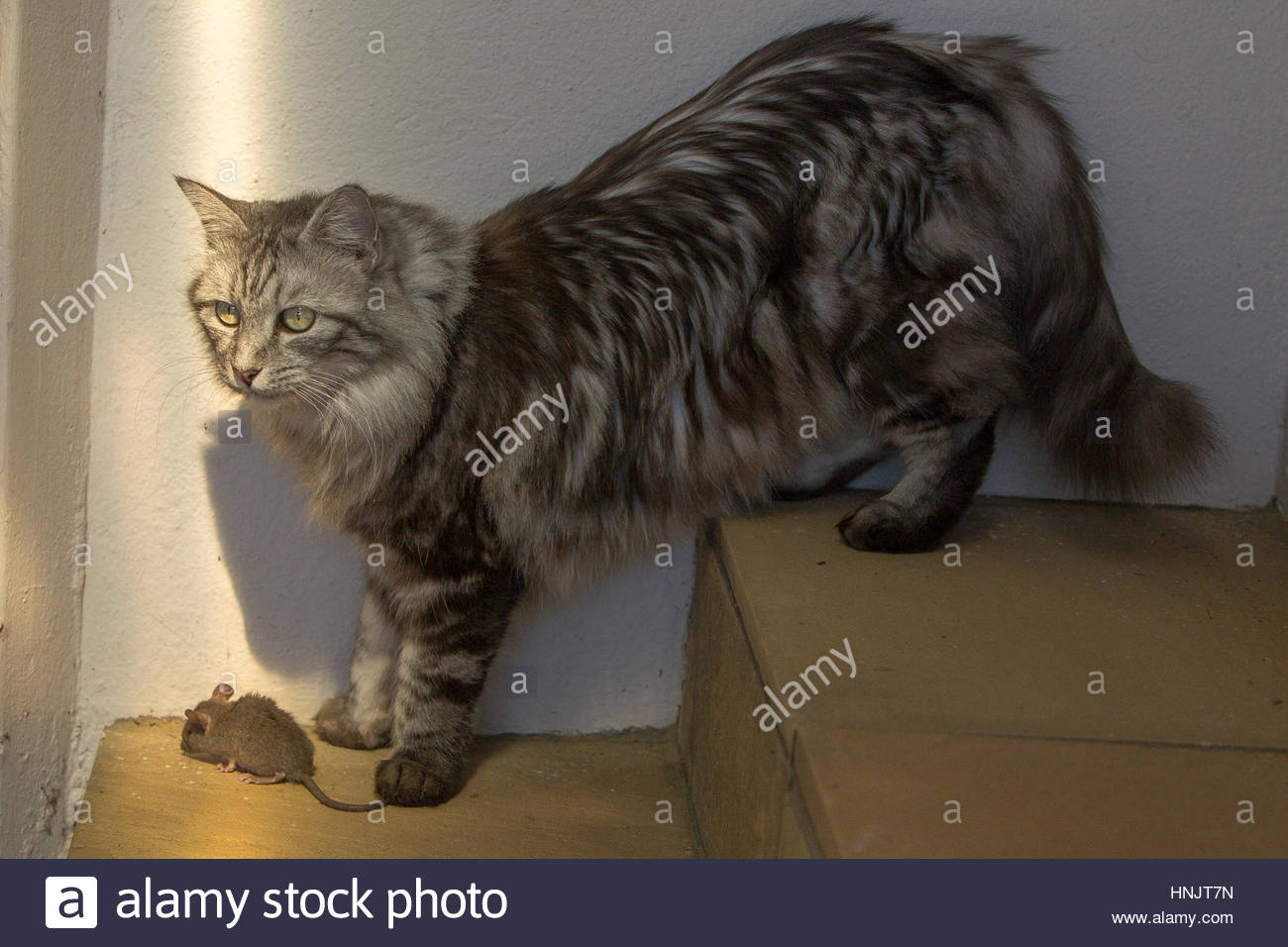 Cat Hunting Mouse Stock Photos & Cat Hunting Mouse Stock Images - Alamy