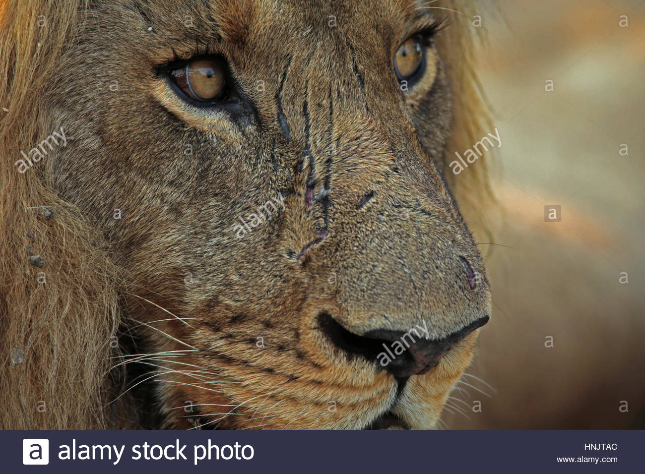Scared Animals High Resolution Stock Photography and Images - Alamy