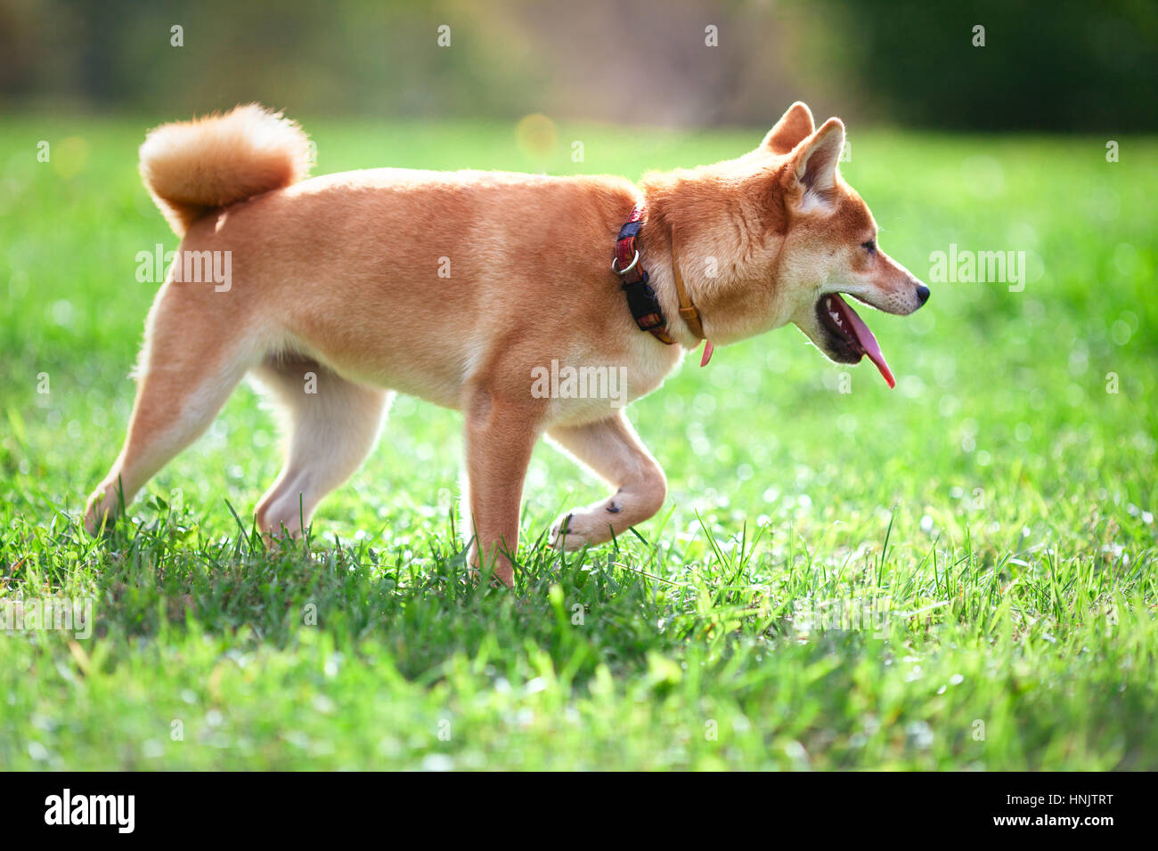 A young shiba inu sits in green garden Stock Photo - Alamy