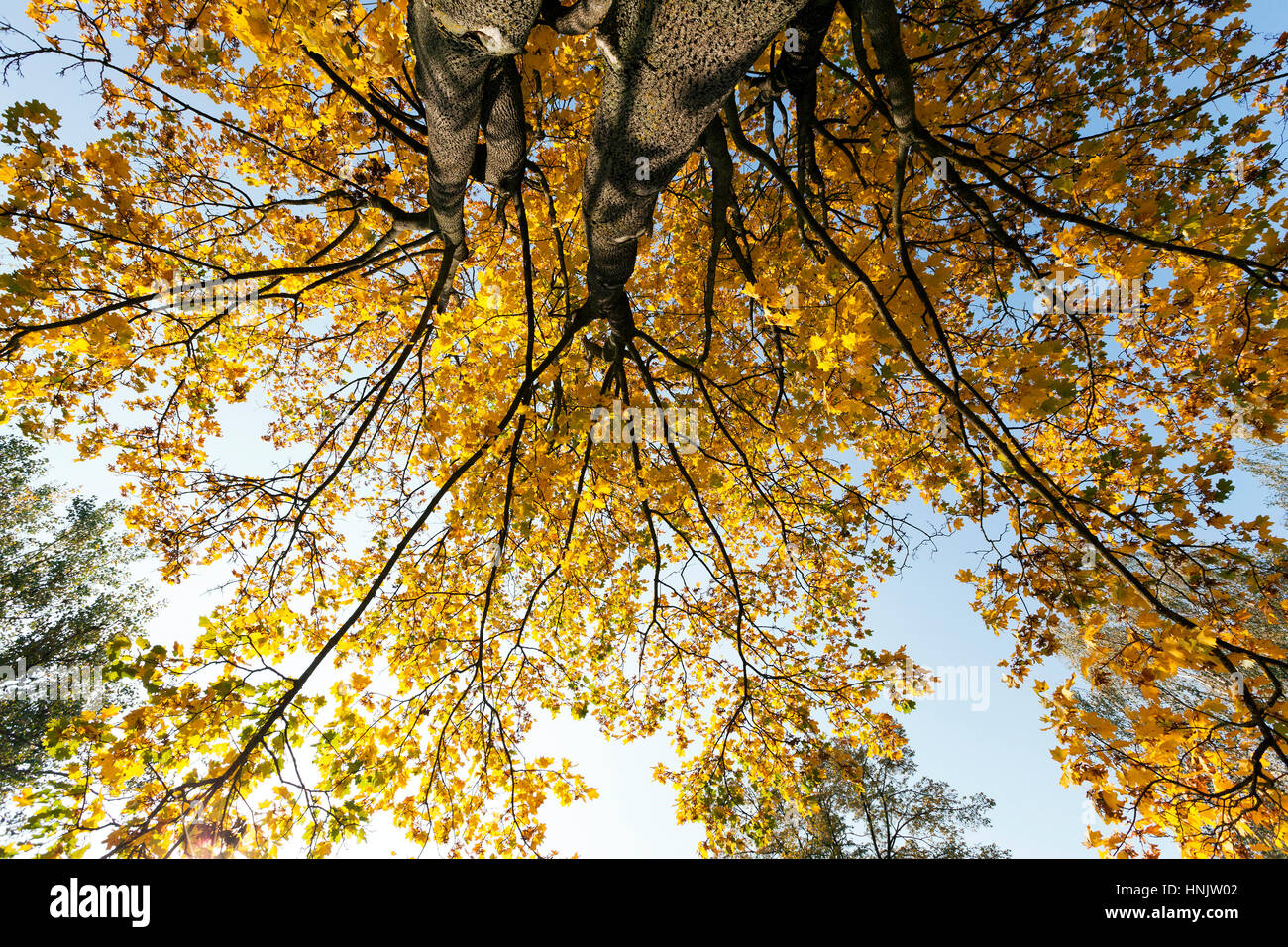 yellowing leaves on maple trees in the fall season. Blue sky in the ...