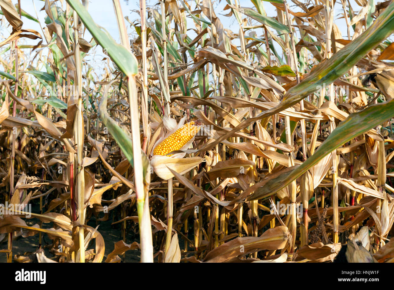 Agricultural field on which grow and change the color of ripe corn ...