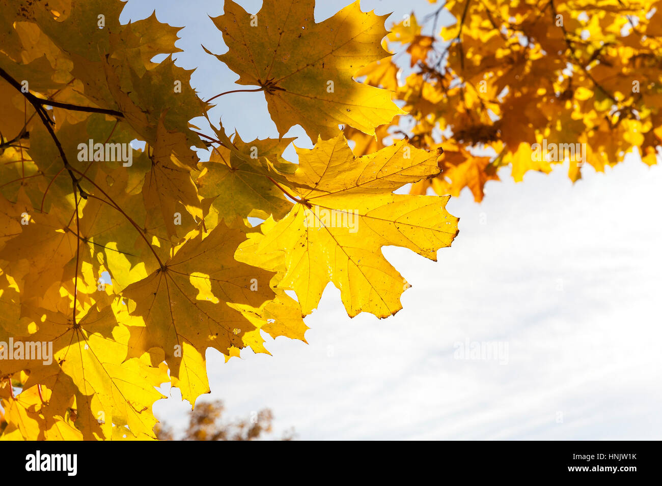 yellowing leaves on maple trees in the fall season. Blue sky in the background. Photo taken ...