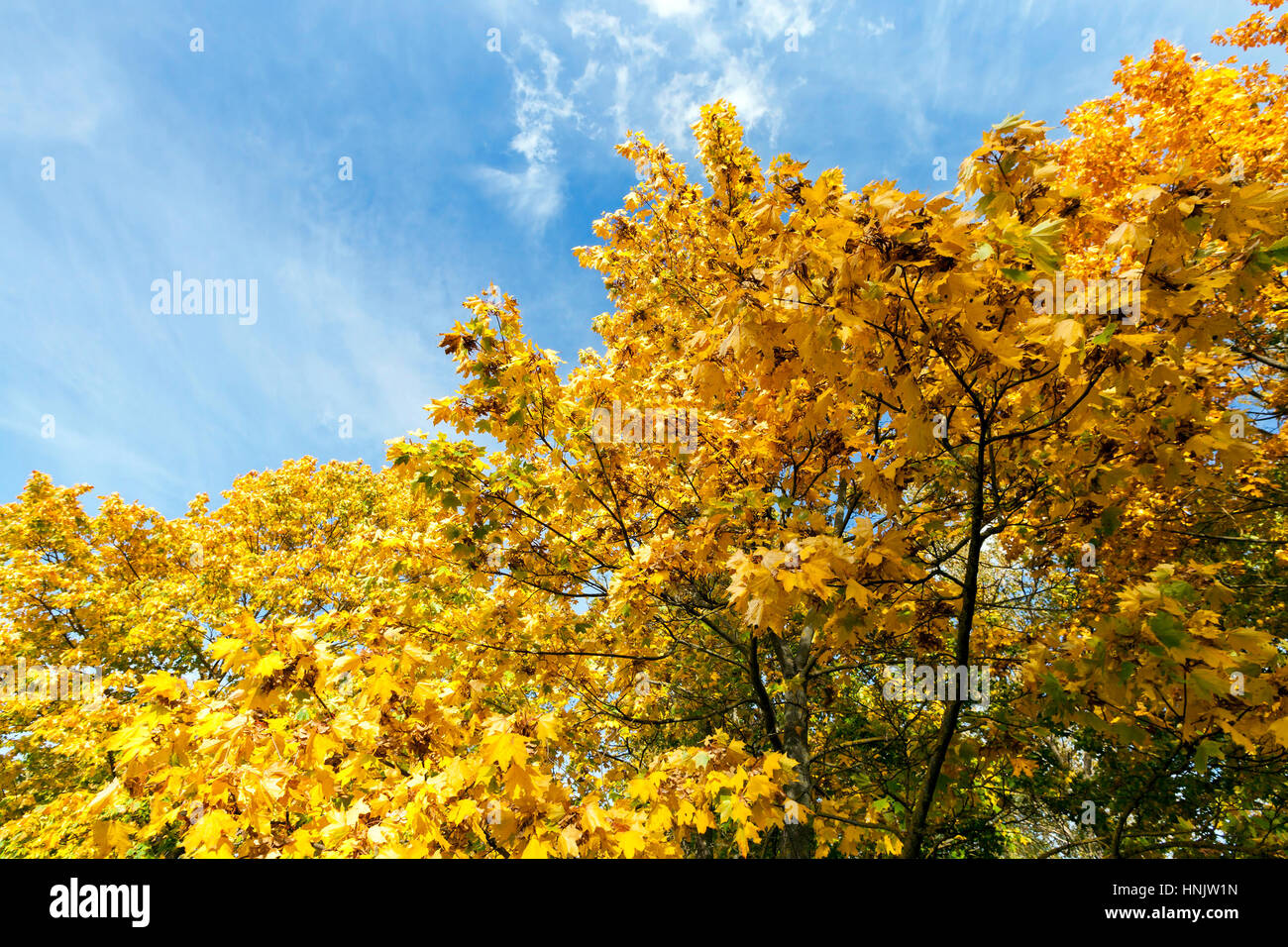yellowed foliage of trees, including maple, in autumn of the year. Park territory Stock Photo ...