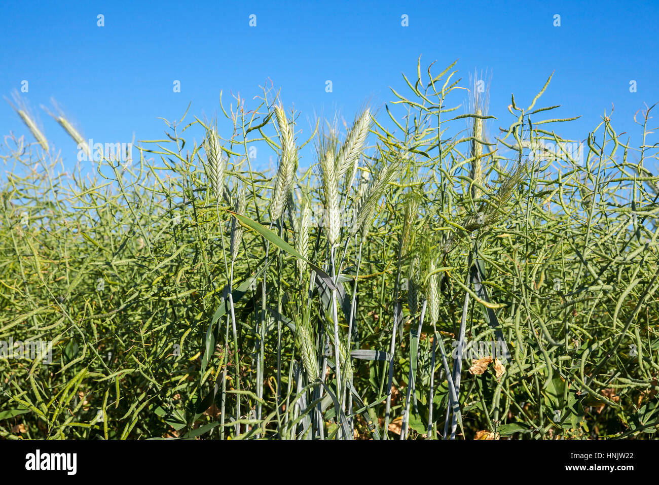 photographed close-up of green pods canola growing along with the ...