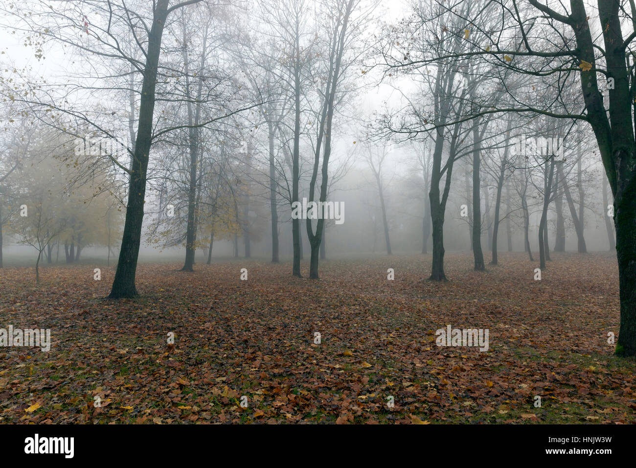 Small grove of trees in a field hi-res stock photography and images - Alamy