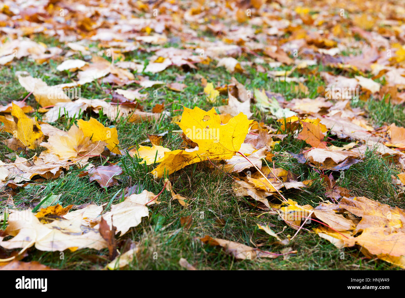yellowed foliage of trees, including maple lying on the ground, in the autumn season. Park ...