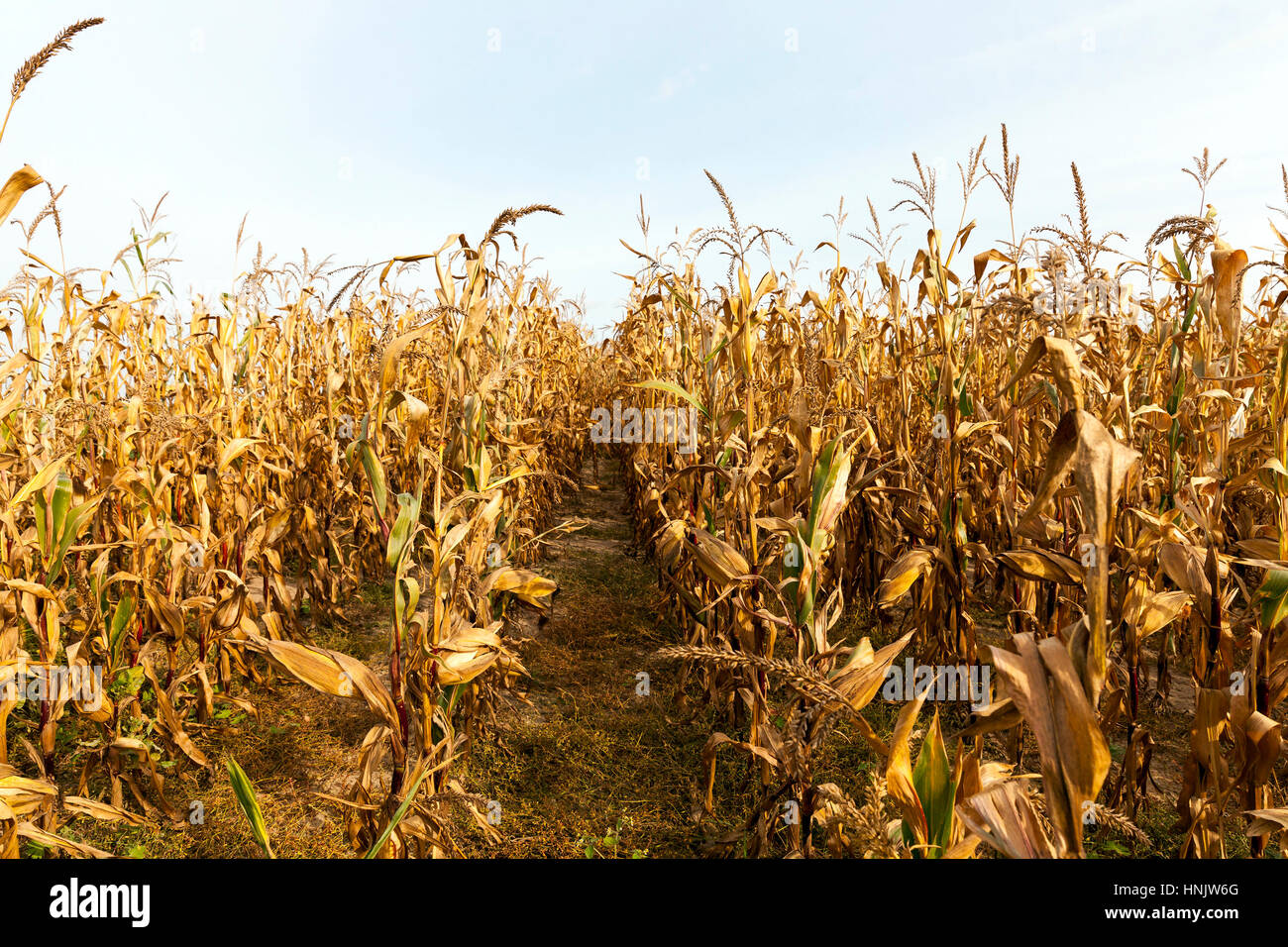 Corn husk weaving hi-res stock photography and images - Alamy