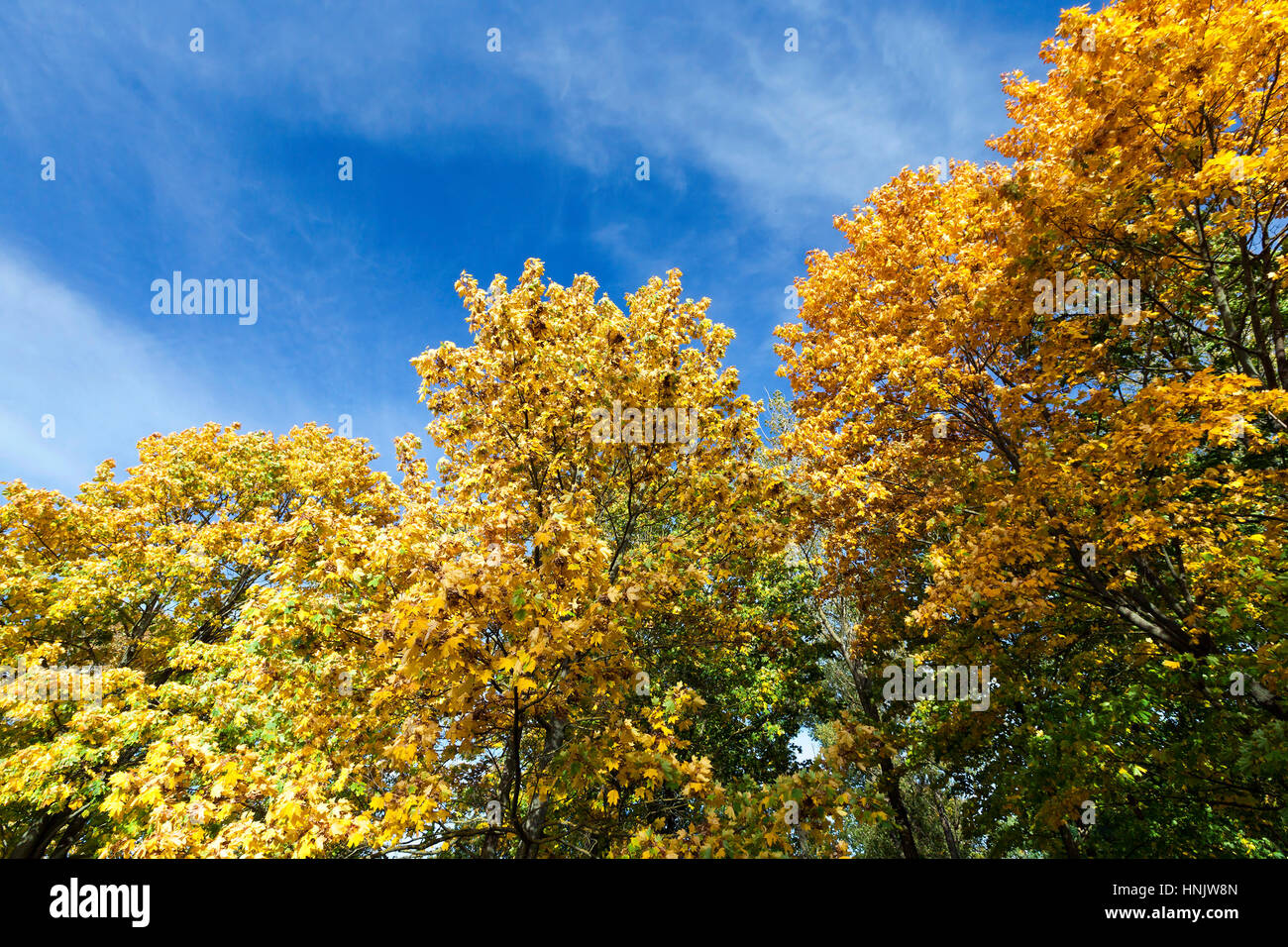 maple trees change color with yellow leaves in autumn season. Location ...