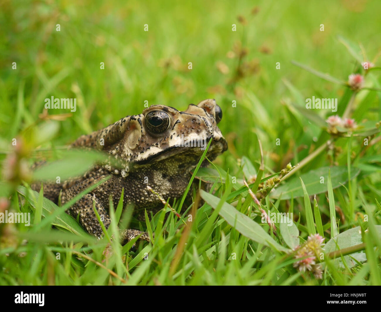 Toad sitting in grass. Bali, Indonesia Stock Photo - Alamy