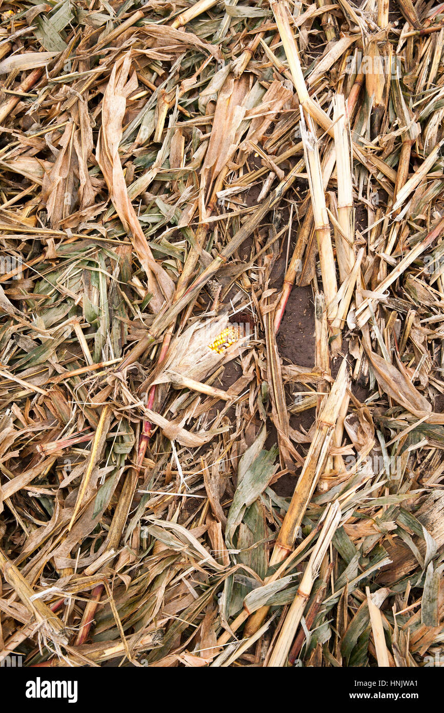 field where maize crop gathered. On the ground, left lying orange ...