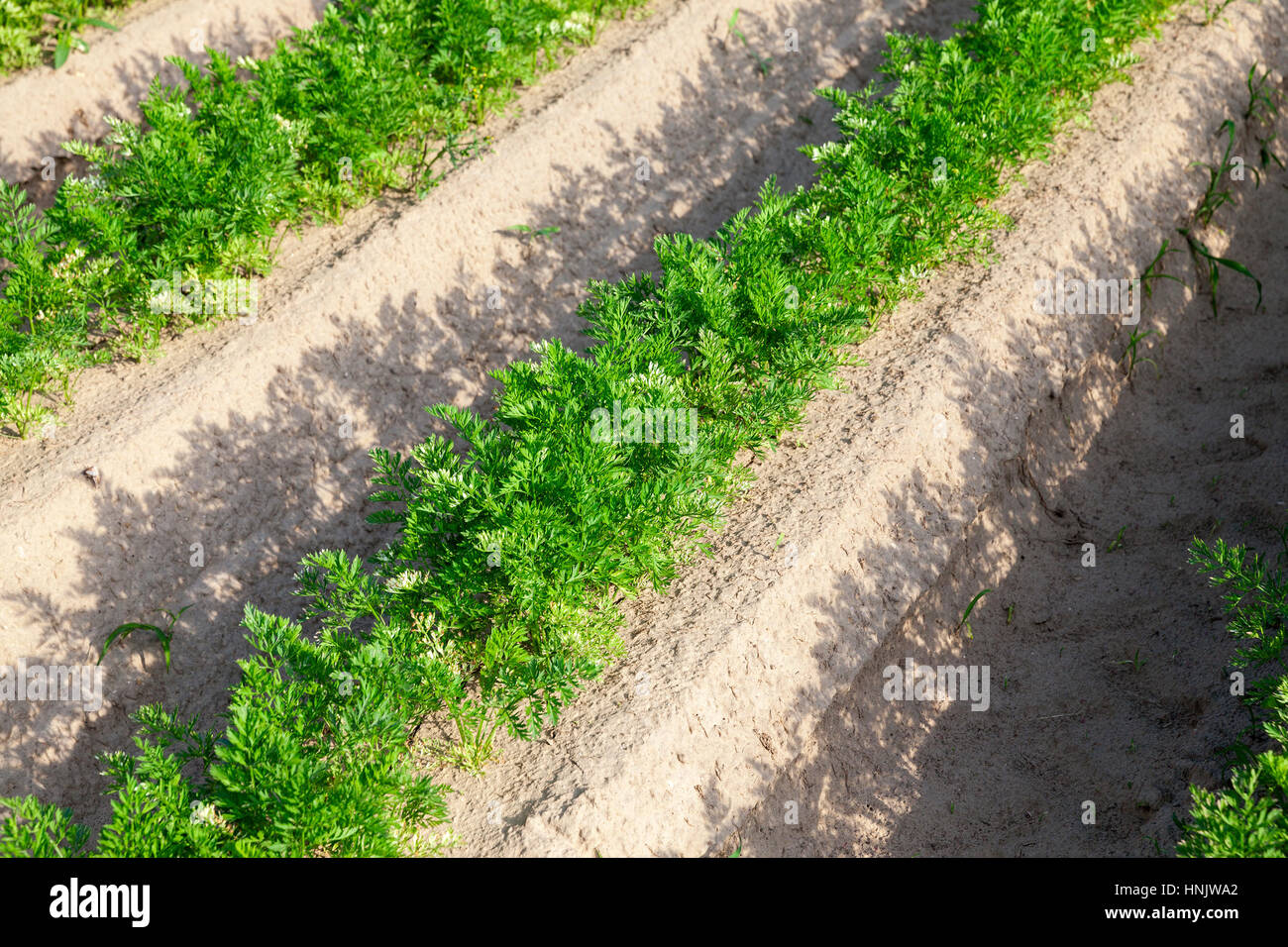 photographed close-up of an agricultural field on which grow green ...