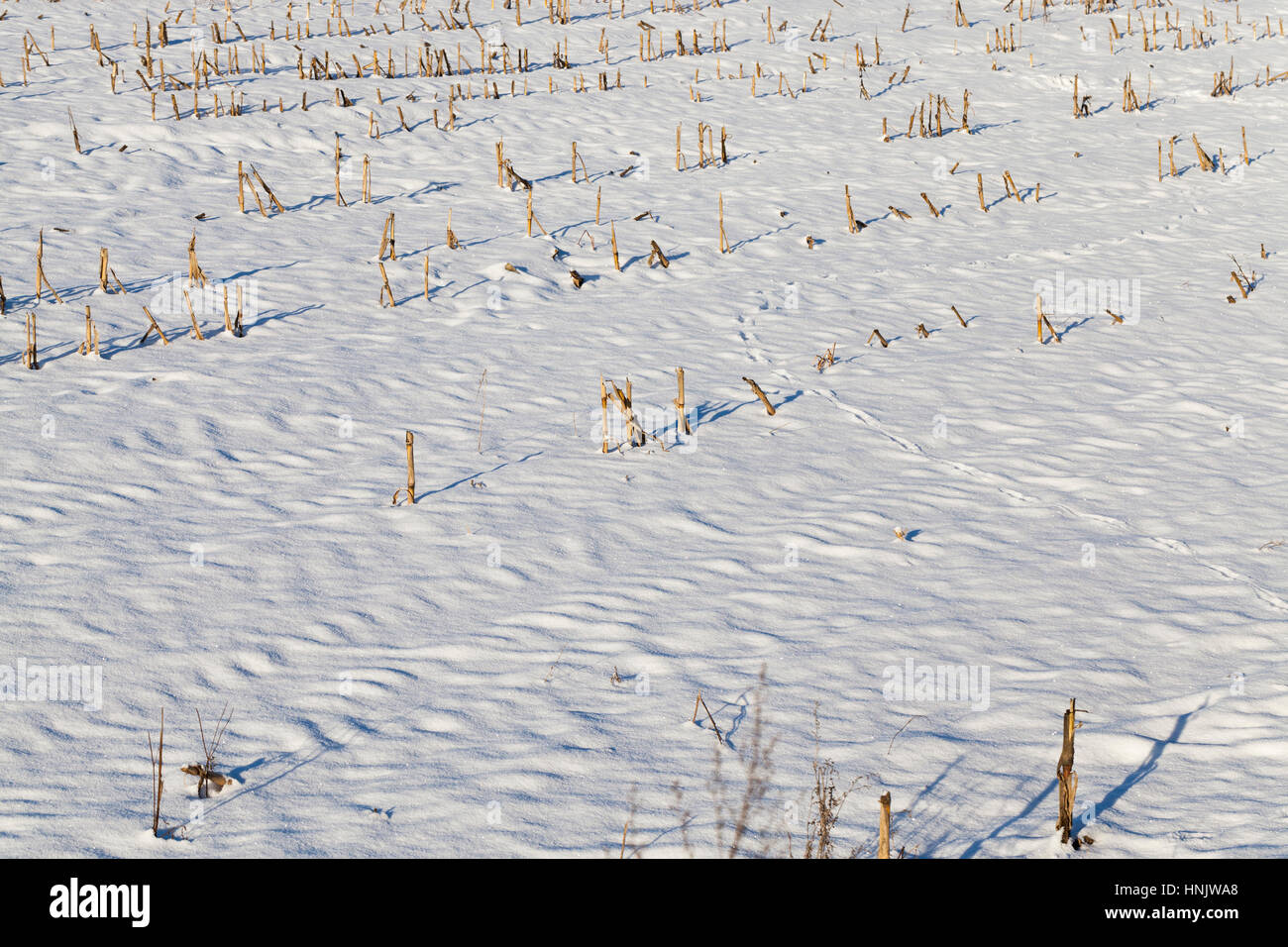 the surface of the snow in the agricultural field. The photo was taken ...