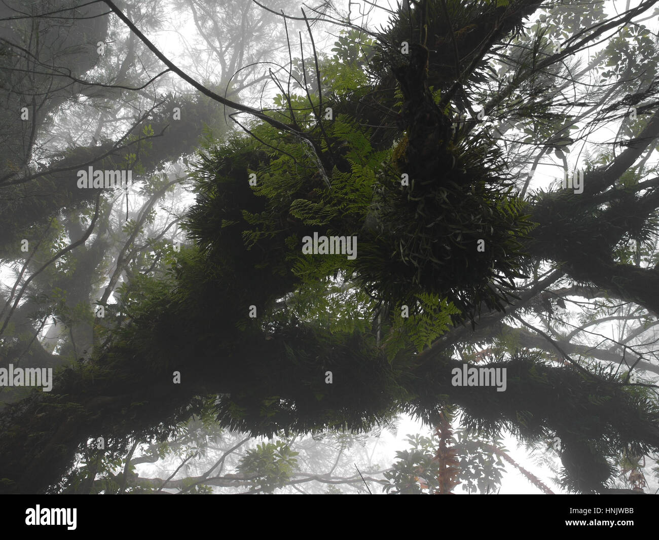 Cloud forest trees covered with moss and ferns. Bali, Indonesia Stock ...