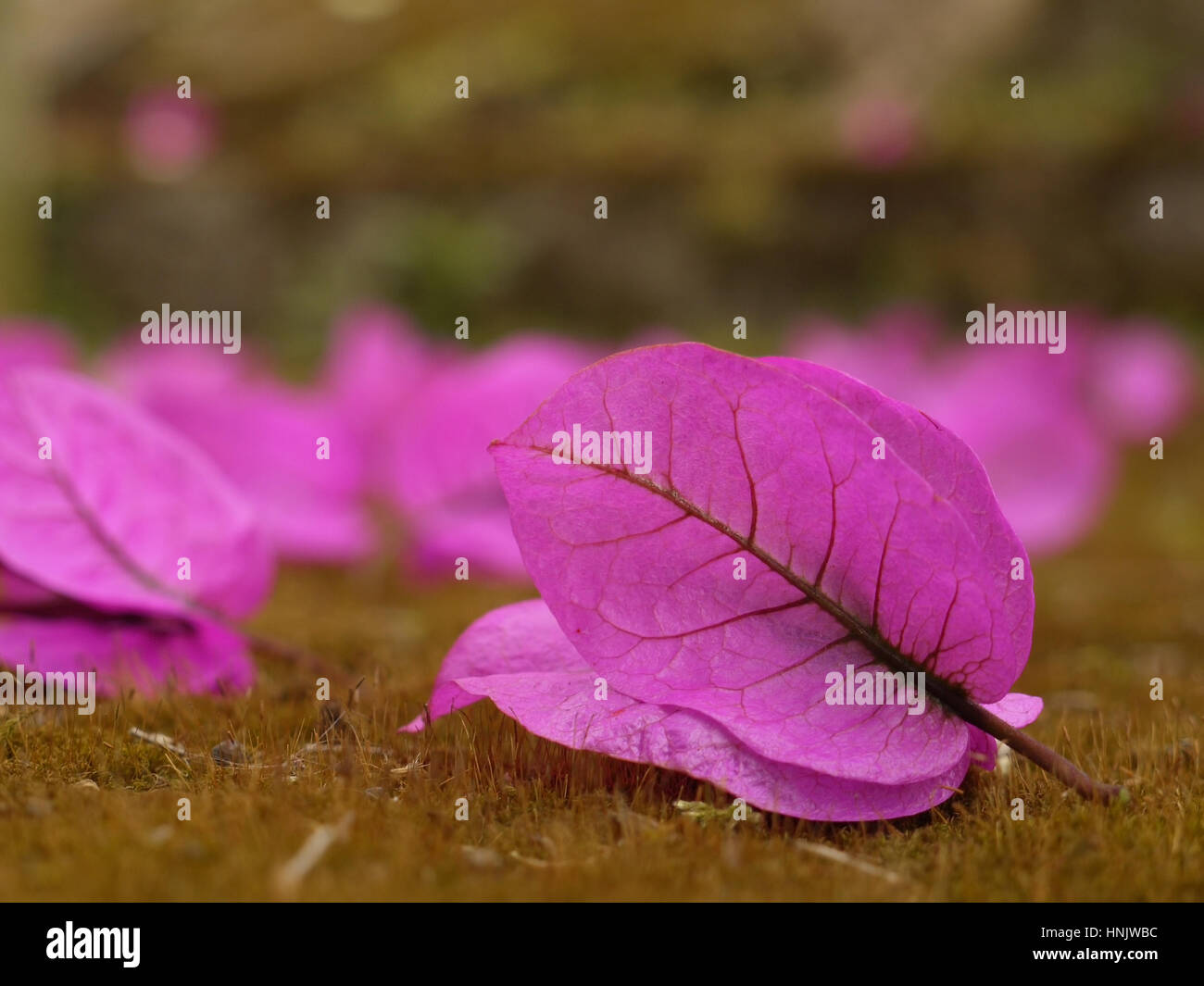 Violet purple leaves hi-res stock photography and images - Alamy