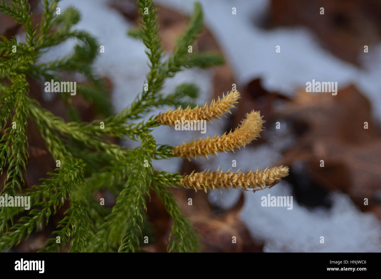 Clubmoss spore hi-res stock photography and images - Alamy