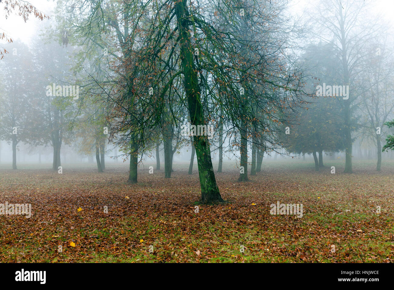 the trees growing in the park in autumn season in a small fog. The ...
