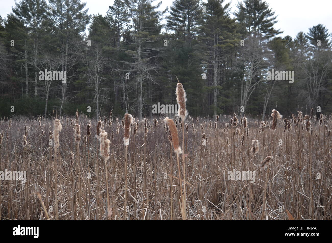 Cat-tails in a forest marsh Stock Photo - Alamy Cat-tails in a forest marsh Stock Photo - Alamy