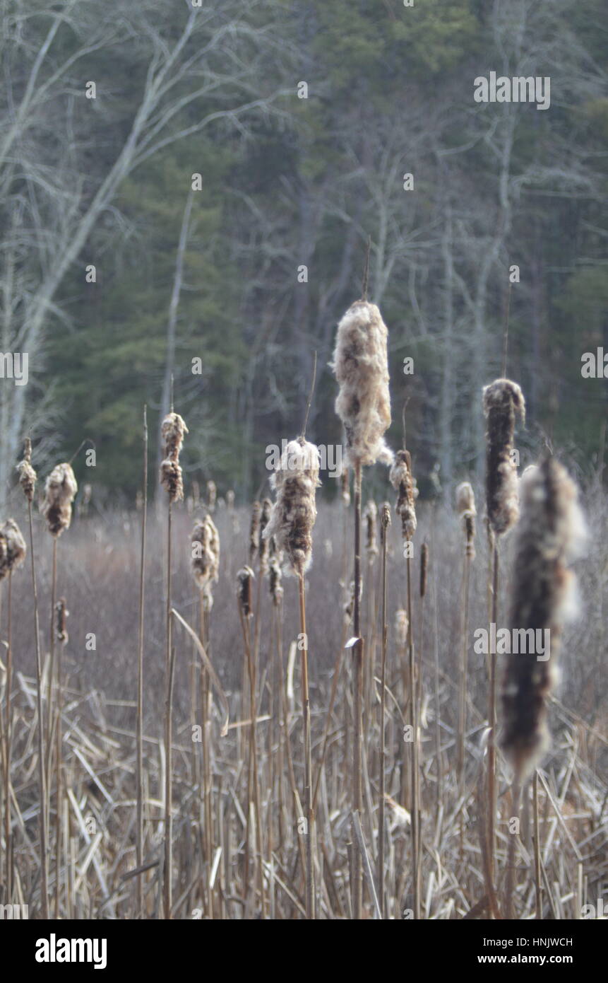 Cat-tails in a forest marsh Stock Photo - Alamy Cat-tails in a forest marsh Stock Photo - Alamy