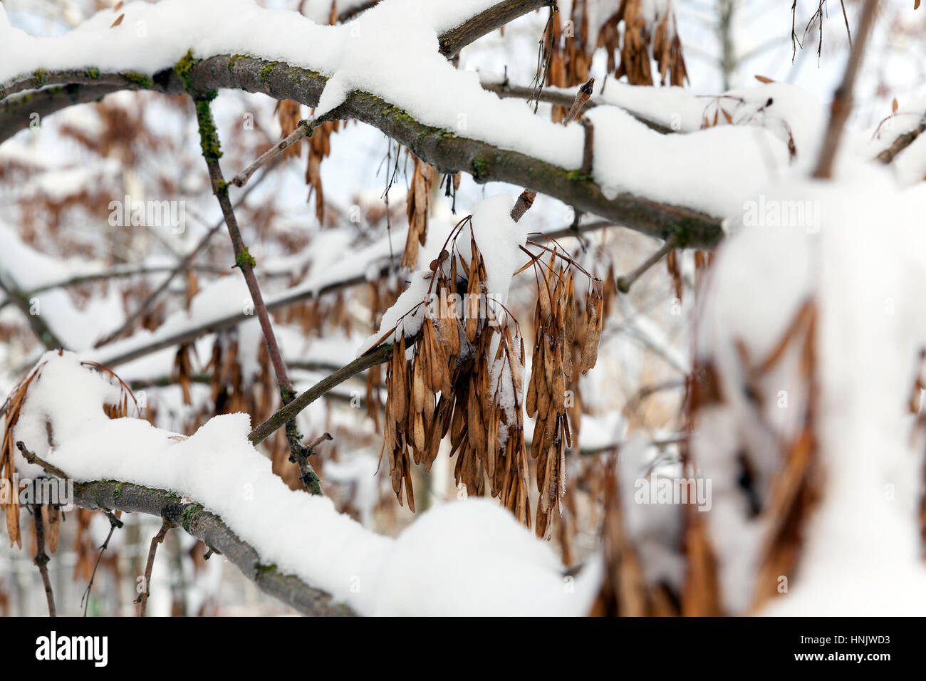 maple trees growing in nature in winter. The branches and the last ...