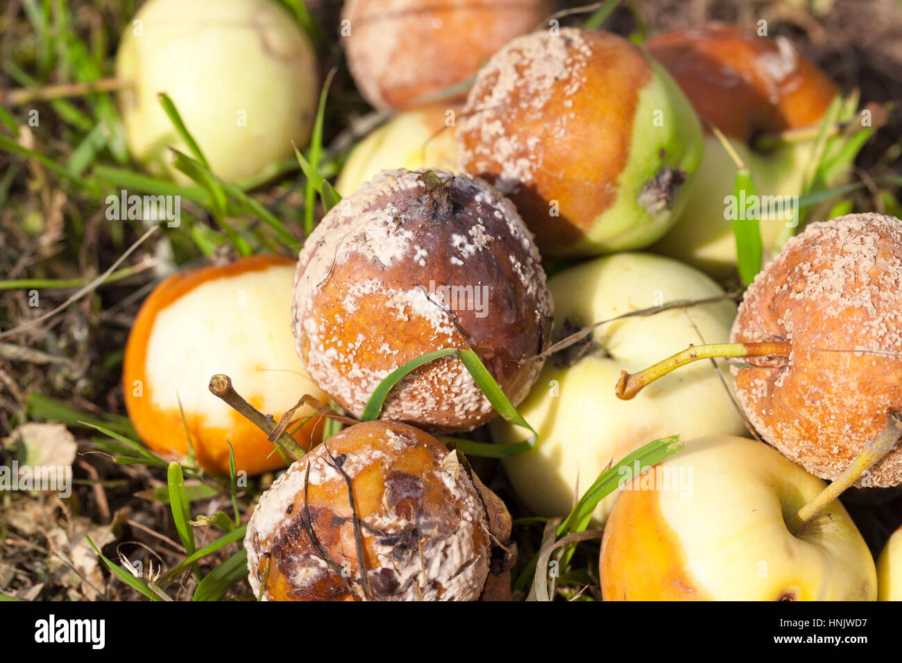 Rotten fruits on tree hi-res stock photography and images - Alamy