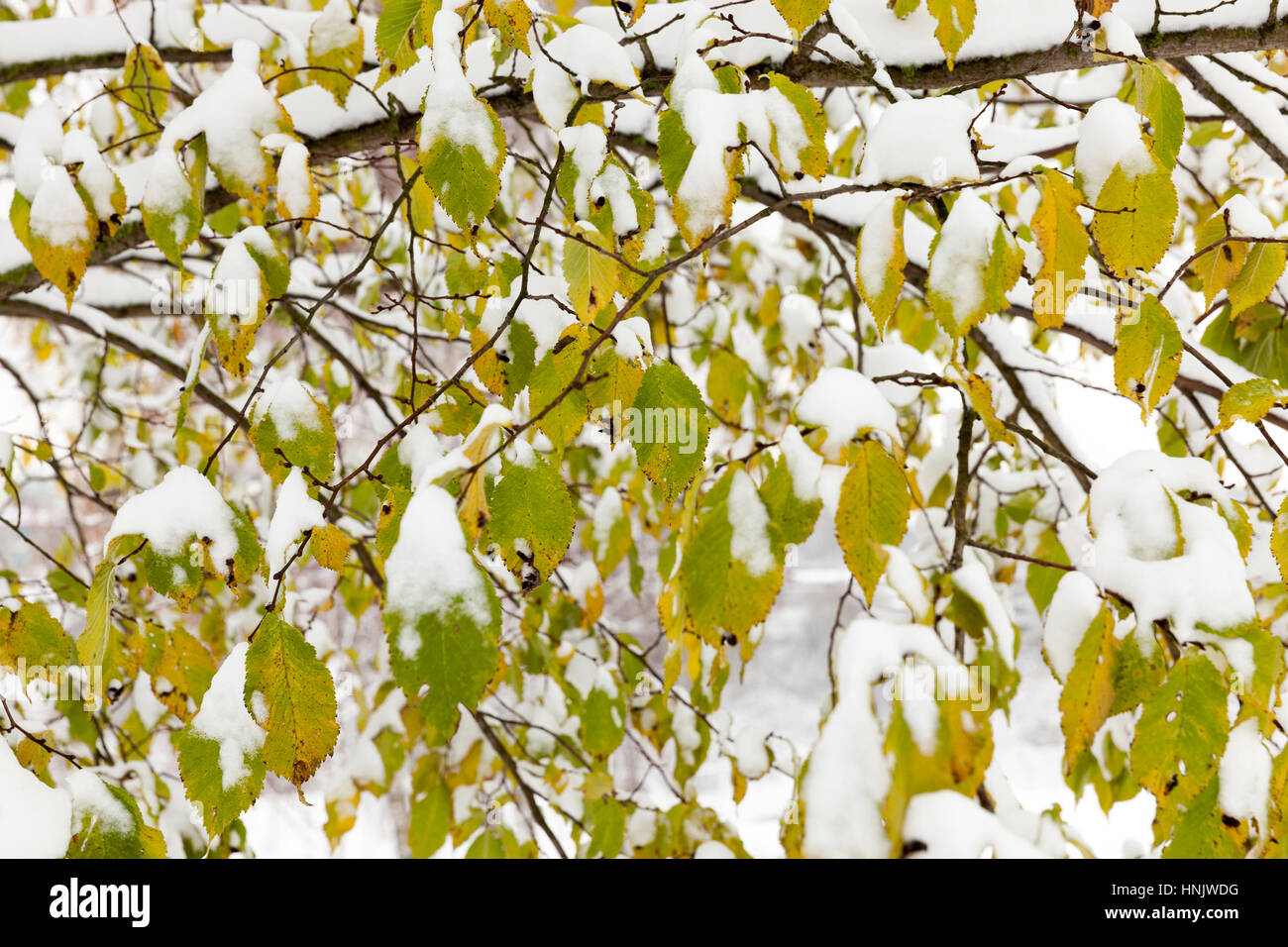 a linden tree in the winter season. Branches and last green leaves ...