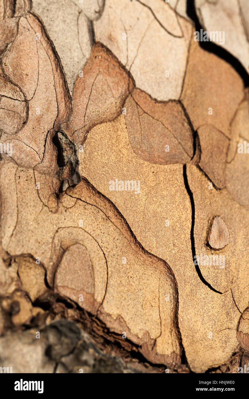 pine tree trunk photographed close-up. Brown visible on the surface ...