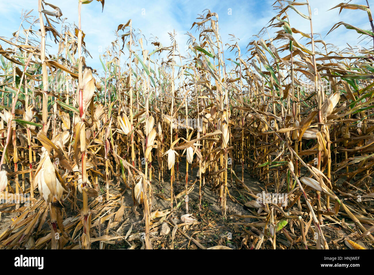 yellowing ripe corn growing in an agricultural field in the autumn ...