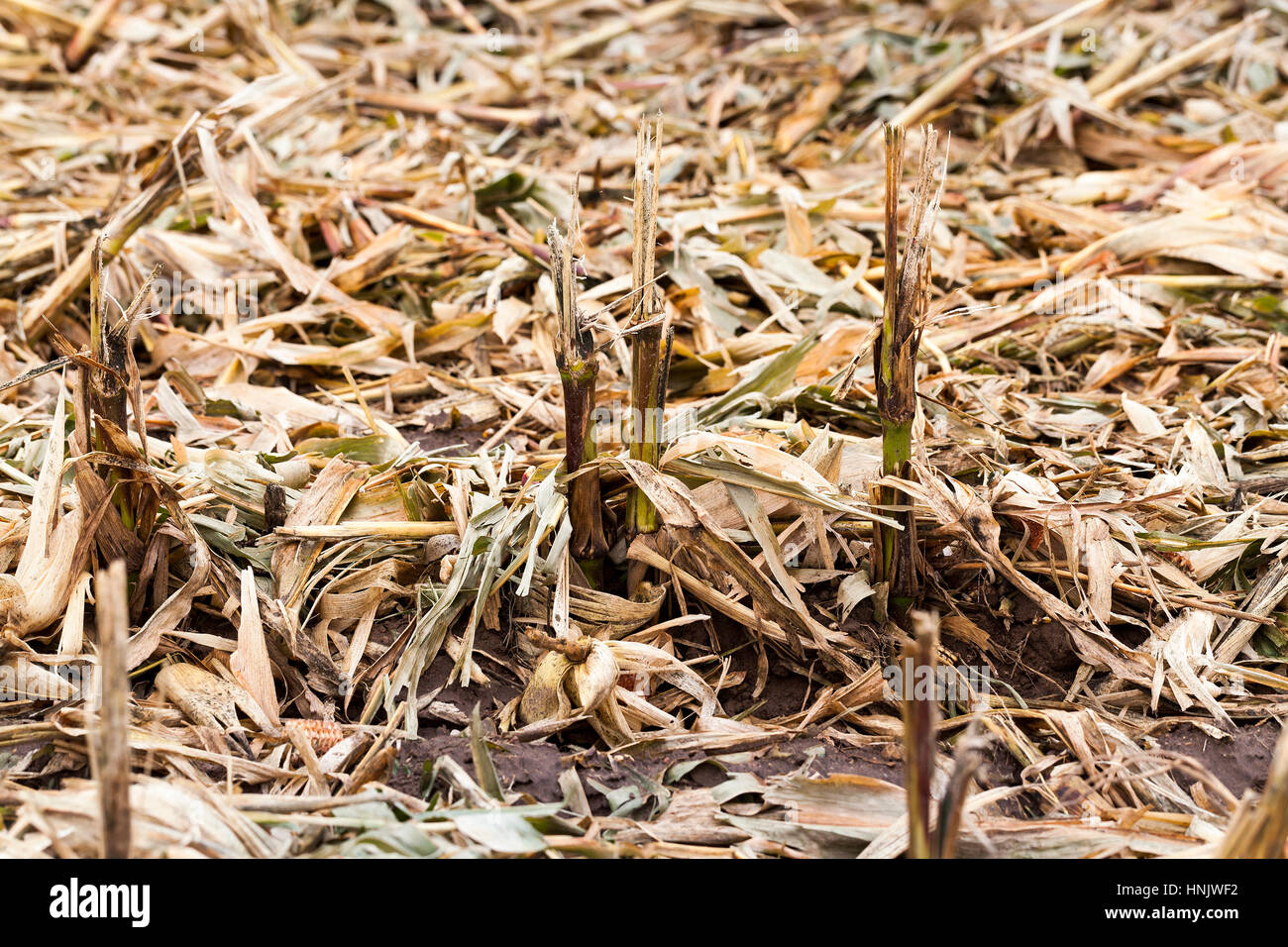 Maize cover crop hi-res stock photography and images - Alamy