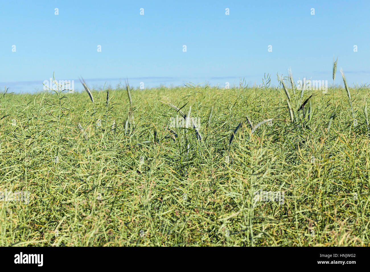 photographed close-up of green pods canola growing along with the ...