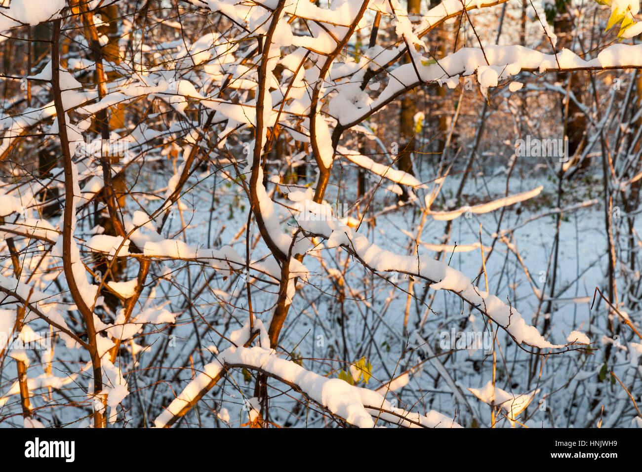the trees growing in nature in winter. The branches are covered with ...