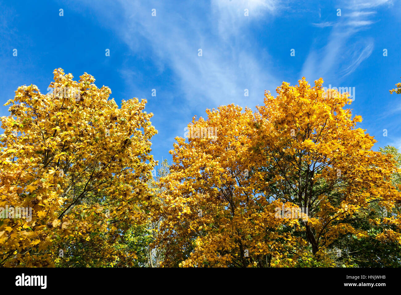 yellowing leaves on maple trees in the fall season. Blue sky in the background. Photo taken ...