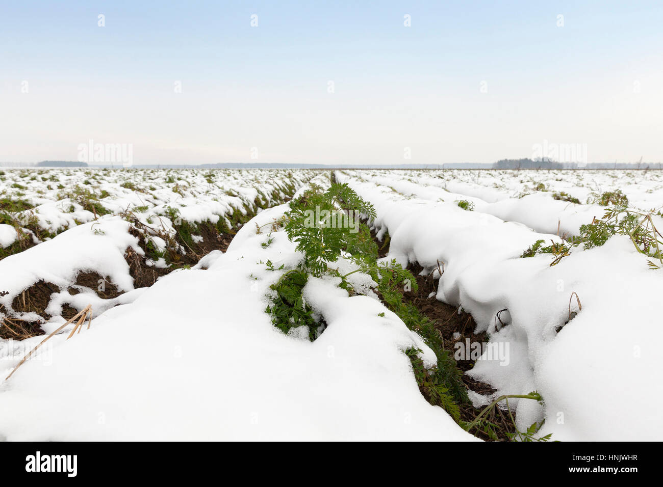 agricultural field which shows no crop harvested carrots covered with ...