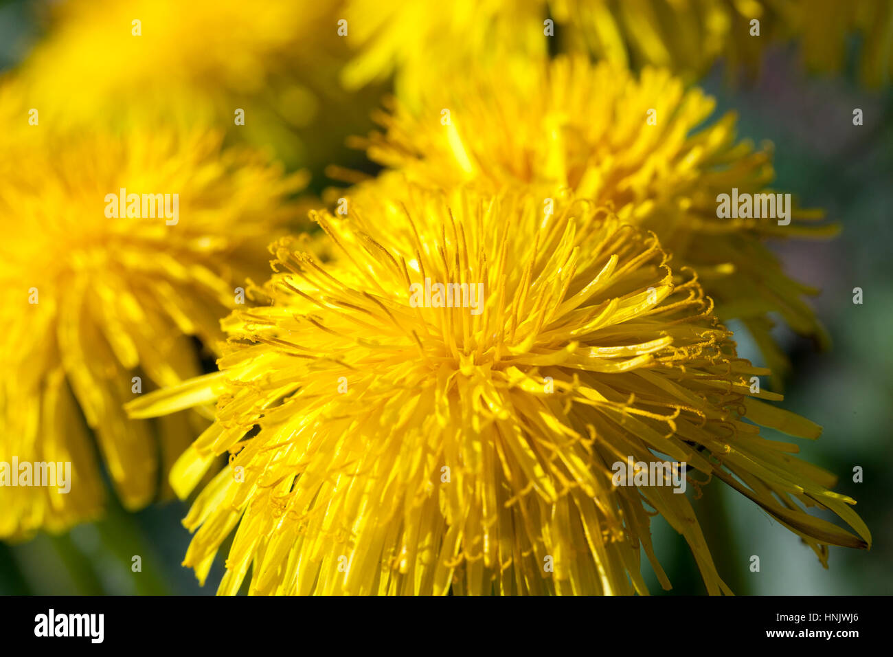 photographed close-up of yellow dandelions in springtime, shallow depth ...