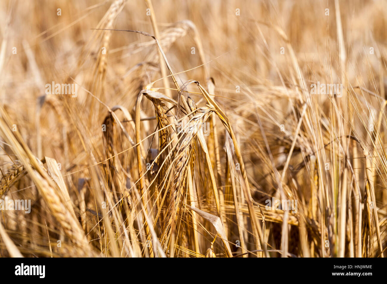 Agricultural field on which grow yellowed grass, which is almost ready ...