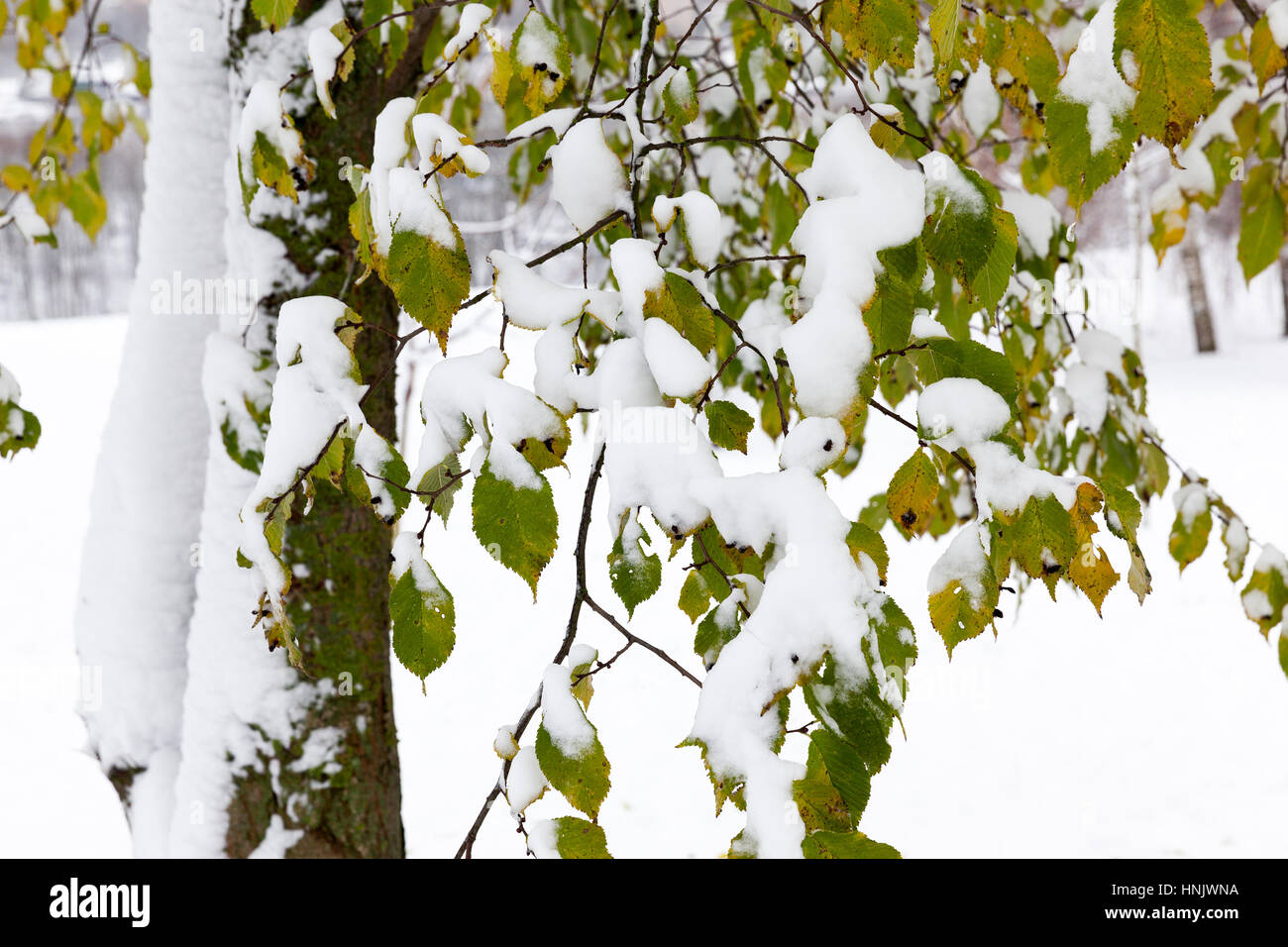 linden tree in the winter season. Branches and last green leaves ...