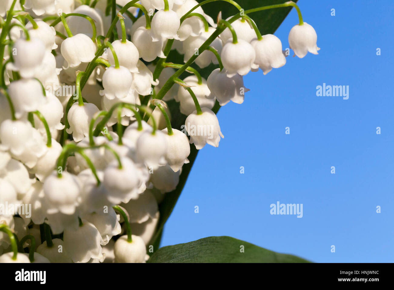 photographed close-up white flowers lily of the valley growing in the ...