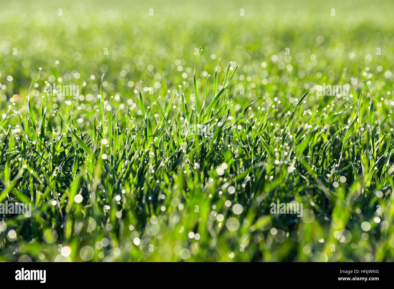 photographed close up young grass plants green wheat growing in the ...
