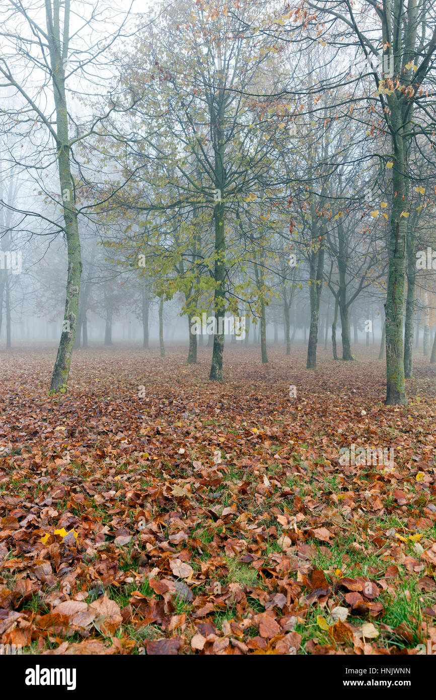 the trees growing in the park in autumn season in a small fog. The ...
