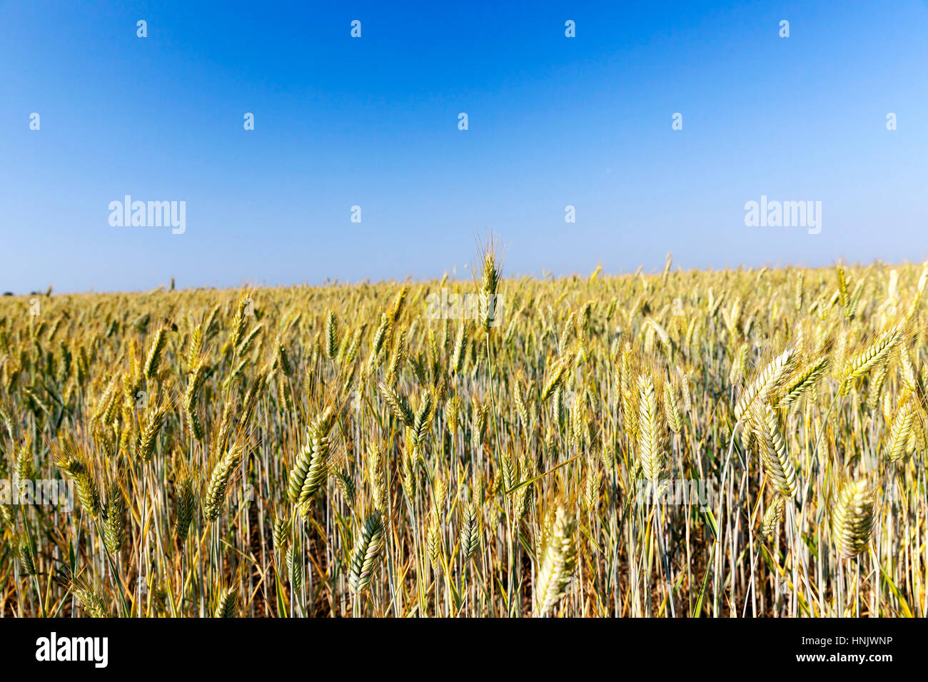 Colors of ripe corn field hi-res stock photography and images - Alamy