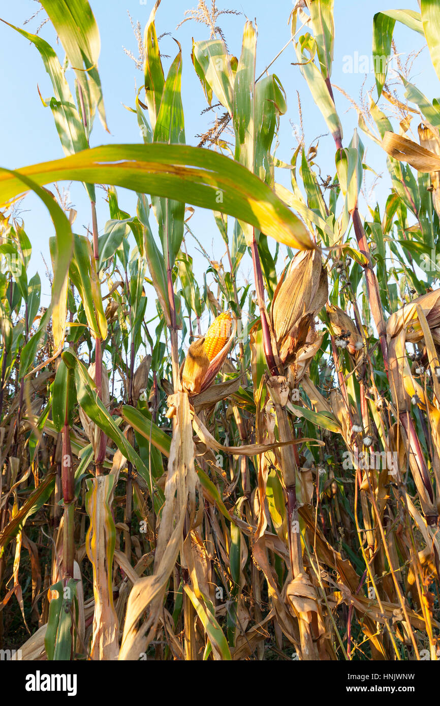 ears of ripe corn Stock Photo - Alamy
