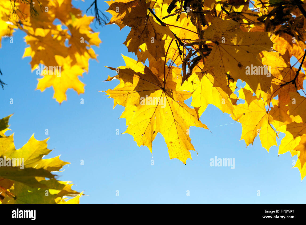 yellowed maple trees in the fall Stock Photo - Alamy
