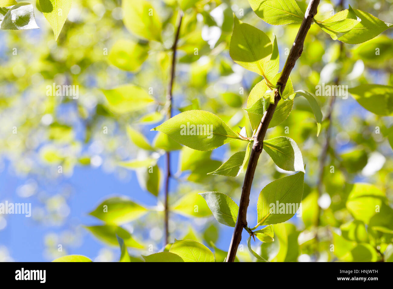 linden leaves, spring Stock Photo - Alamy