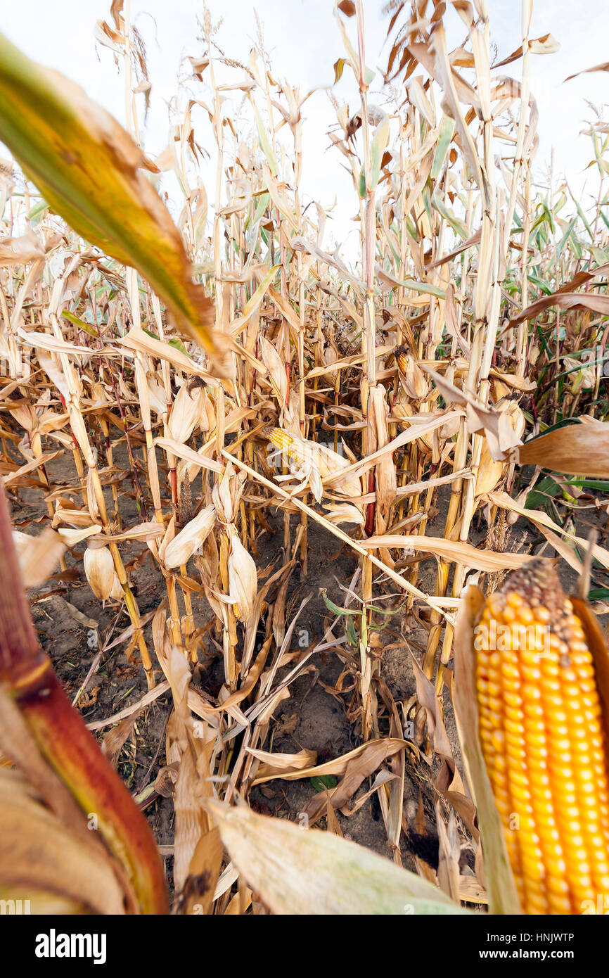 yellowed ripe corn Stock Photo - Alamy