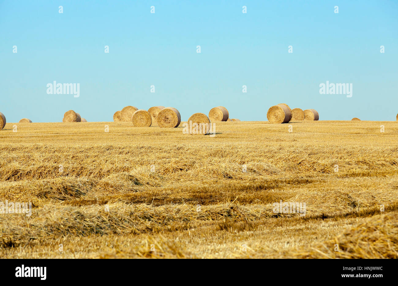 stack of straw in the field Stock Photo - Alamy