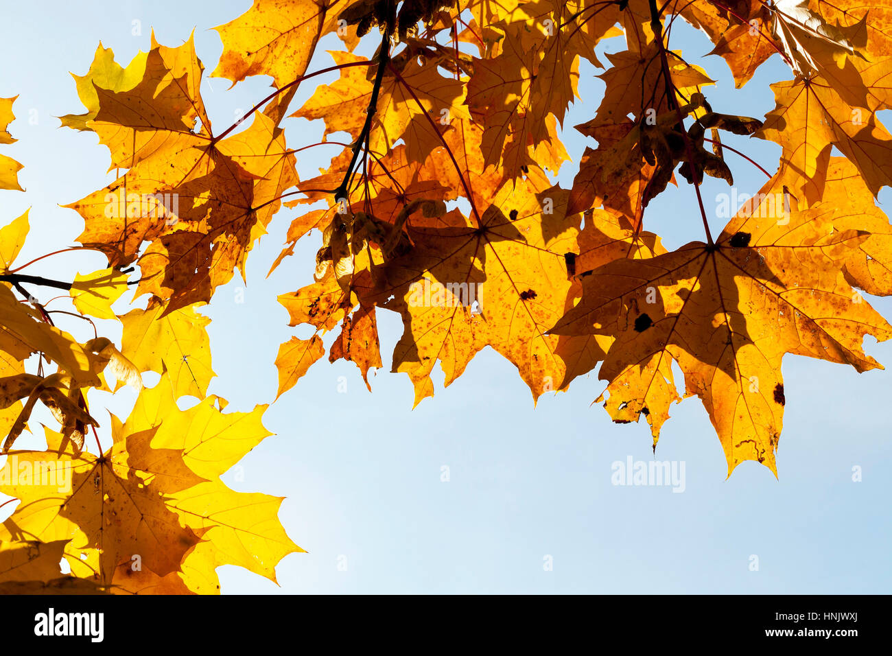 yellowed maple trees in the fall Stock Photo - Alamy