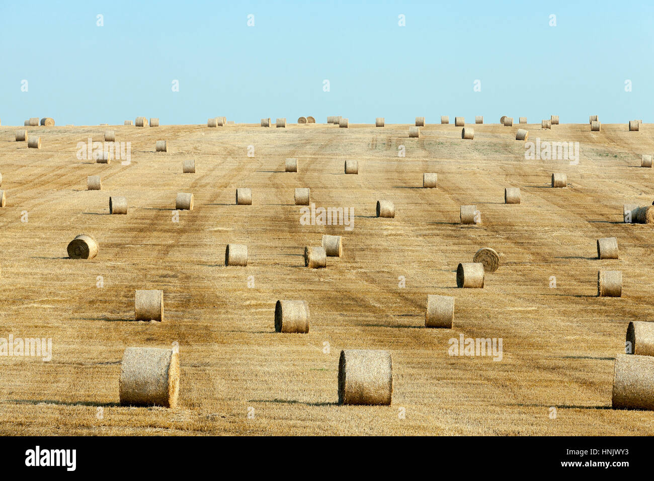 haystacks in a field of straw Stock Photo - Alamy