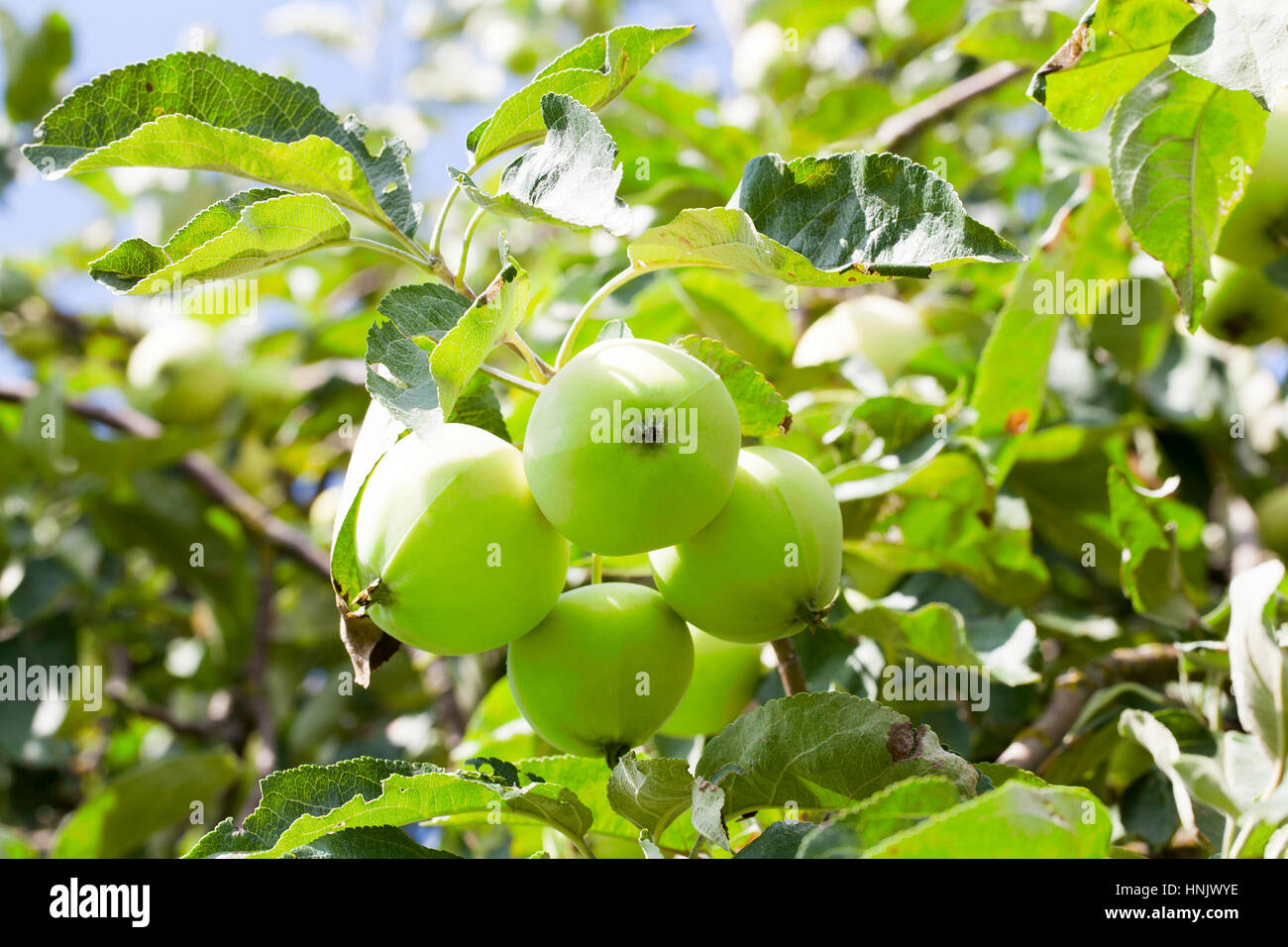 Green apples on the tree Stock Photo - Alamy